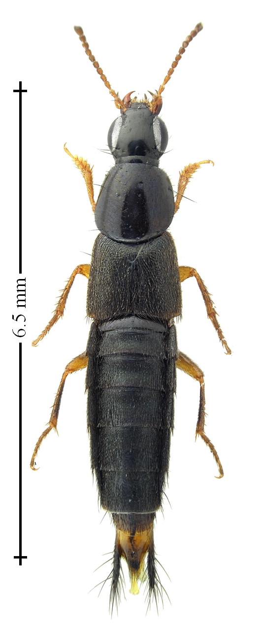 Staphylinidae